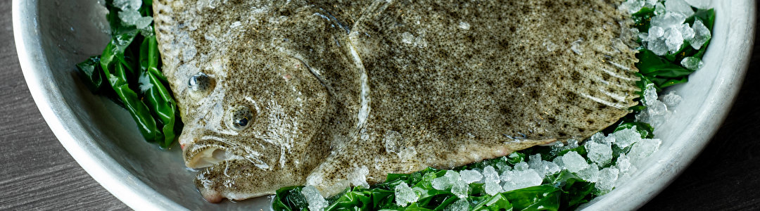 Tarbot uit onze eigen energiezuinig en dier en milieu vriendelijke ...